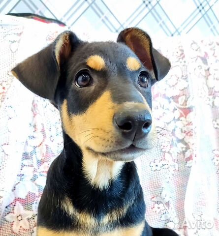 Щенок ищет дом