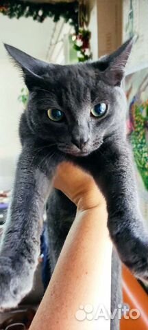 Кот русская голубая