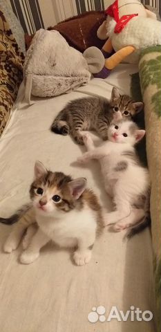 Котятки 1,5 месяца