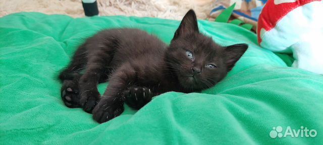 Черный котенок