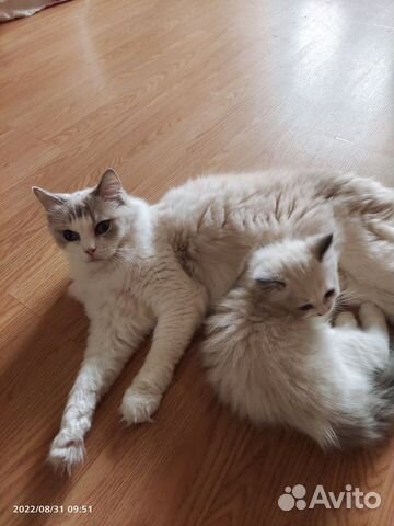 Кошки рэгдолл