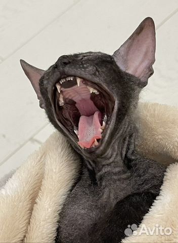 Канадский сфинкс браш очень ждет женщину