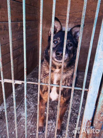 Беззубик Блюз ищет дом