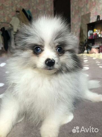Щенки померанского шпица