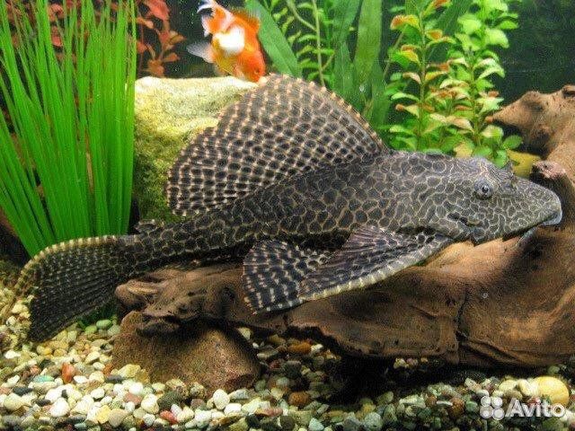 Сом анциструс (самка) взрослый