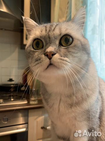 Британский кот отдам
