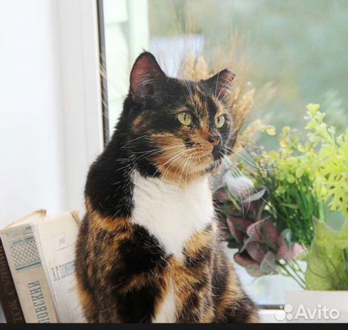 В приюте яркая красавица Трешка