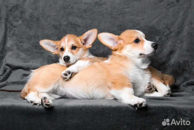 Вельш корги пемброк продажа