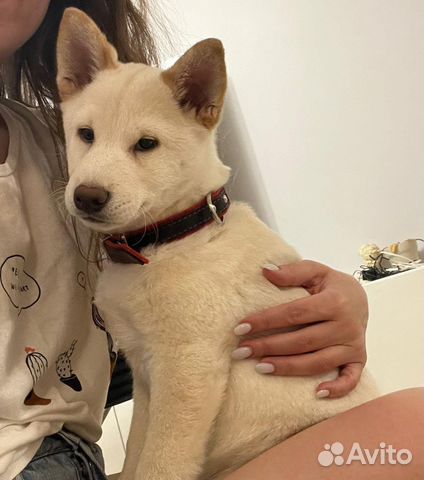 Сиба ину щенок мальчик