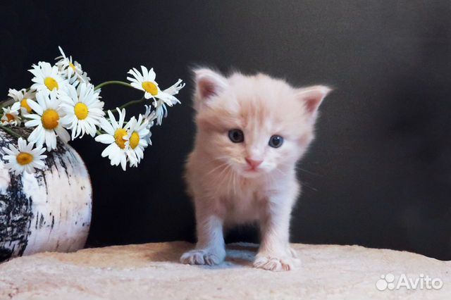 Котёнок карельский бобтейл мальчик