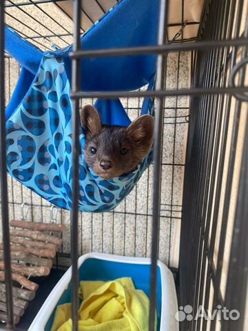 Соболь в хорошие руки