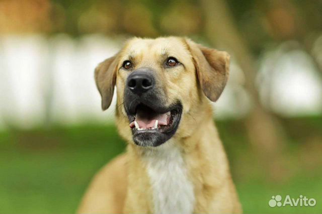 Великолепная собака Ума бесплатно