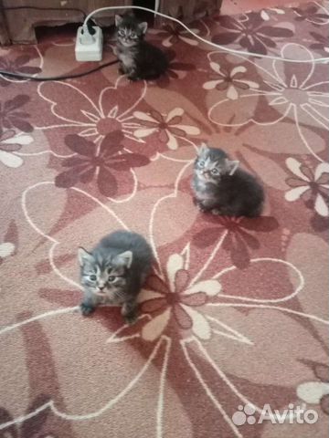 Котята помесь с британские