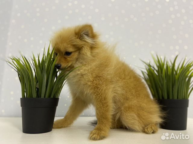 Померанский шпиц мини