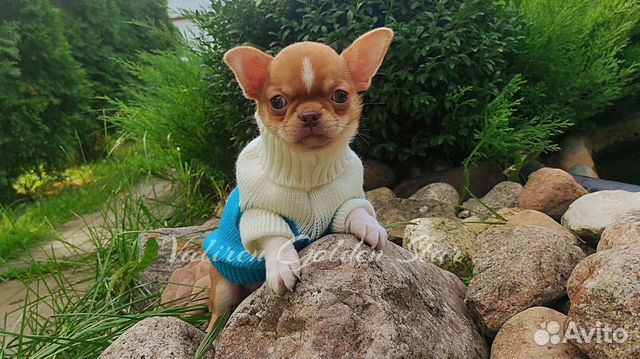 Рыжик. Мальчик чихуахуа