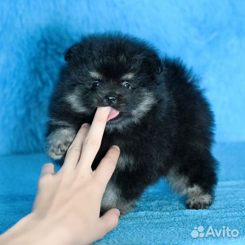 Мини мишка шпиц померанский