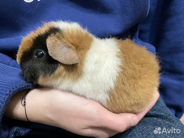 Морская свинка, Американский тедди