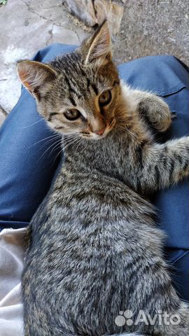 Котик бесплатно в добрые руки