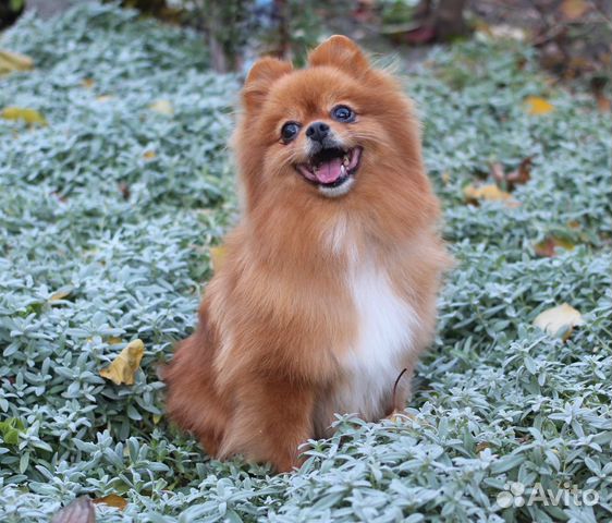 Взрослая девочка Шпица 5 лет