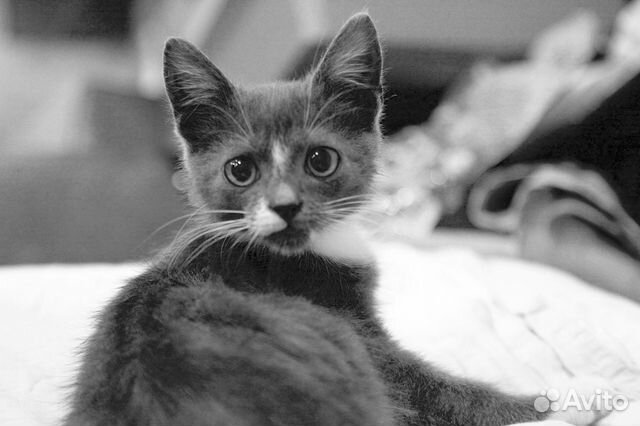 Счастье ищет свой дом