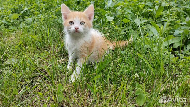 Котенок в дар