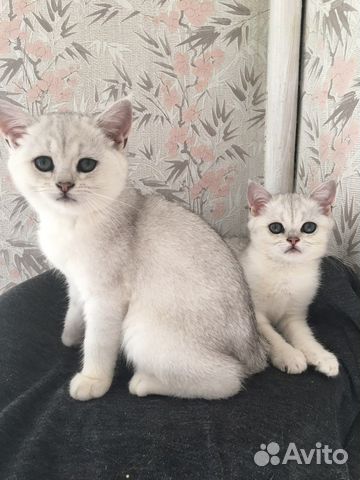 Котятки шиншиллятки