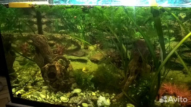 Аквариум 200л (1000х400х500 мм)