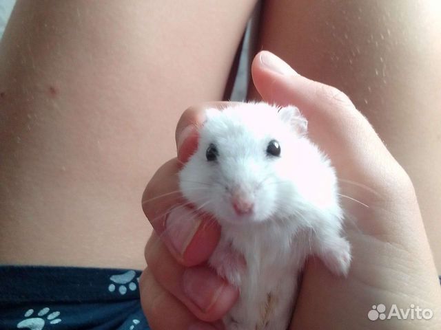 Джунгарский хомяк белый мальчик