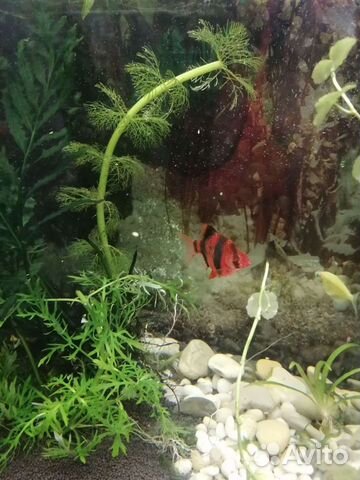 Аквариумные рыбки