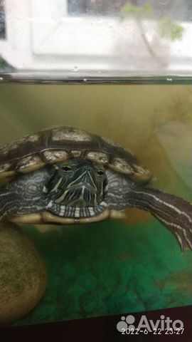 Красноухая черепаха с аквариумом