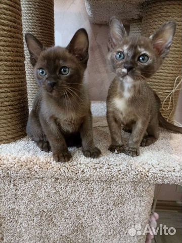 Бурманская