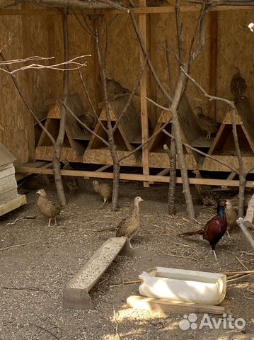 Охотничий фазан