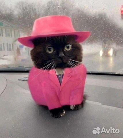 Продаётся кошак-мафиозник