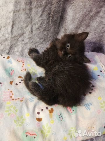 Сибирский котенок девочка Багира