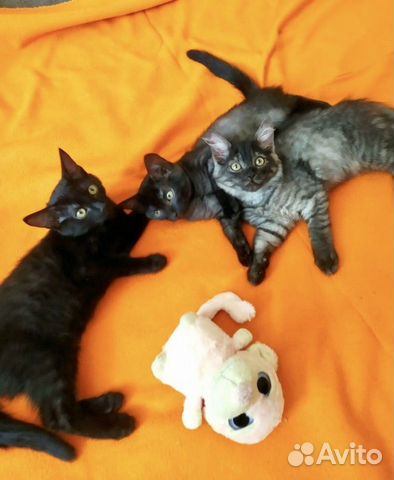 Замечательные котята-девчушки ждут хозяев