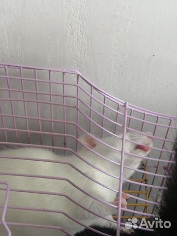 Продаю крысу альбинос