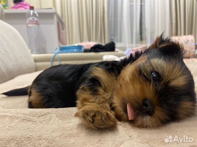 Йоркширский терьер мальчик