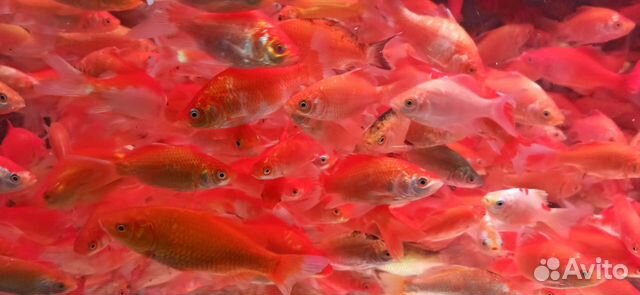 Комета 7-9 см