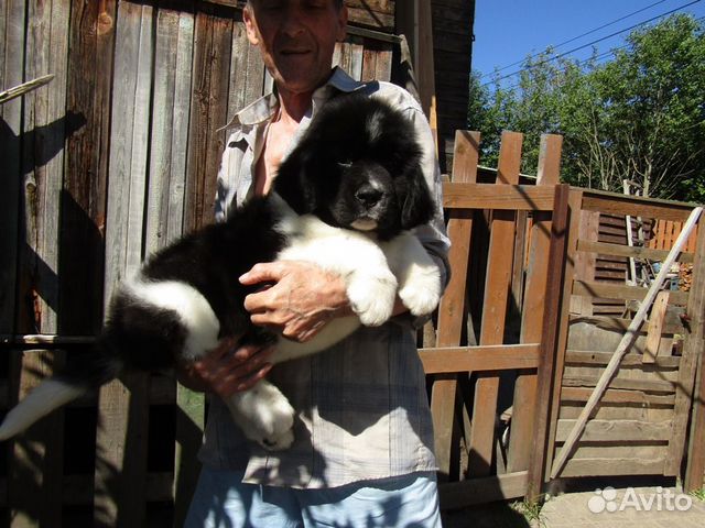 Бело - черная ньюфочка: