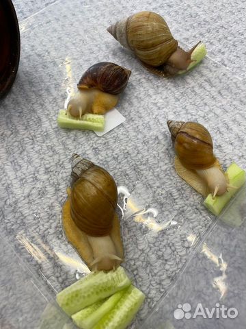 Улитки ахатины