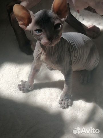 Канадский сфинкс браш котята