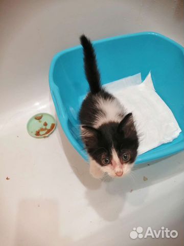 Котенок в добрые руки