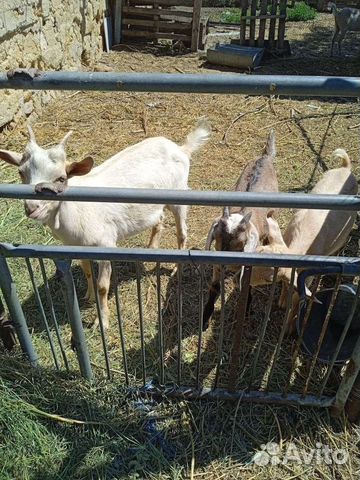 Нубийские козы и не только