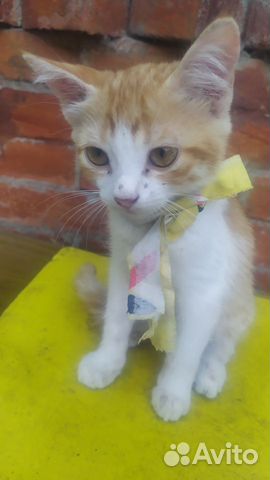 Рыжий сибирский кот