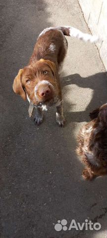 Курцхаар в добрые руки