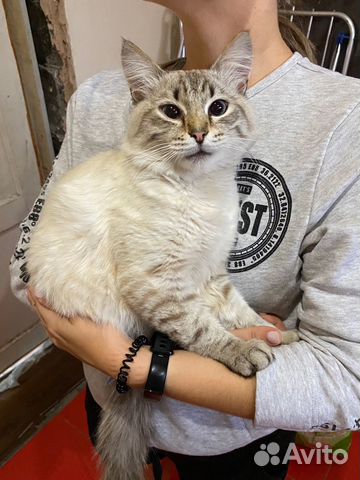 Кот молодой в добрые руки