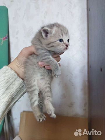 Шотландская