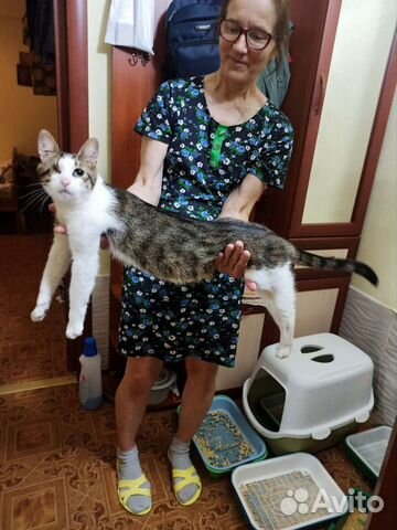 Котопес. Ласковый и большой как собачка