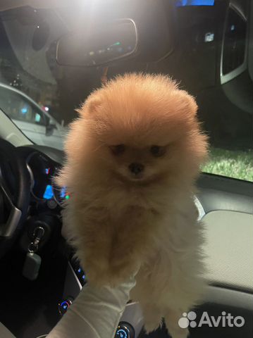 Померанский шпиц мини