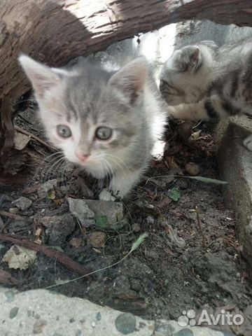 Кошка в дар бесплатно